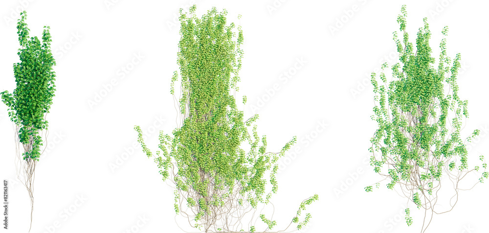 Vine plant 4k png cutout isolate Stock Photo | Adobe Stock