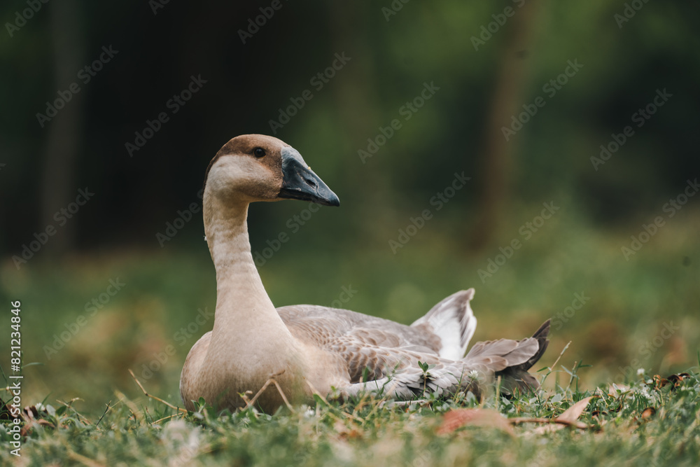 Group of White Ducks or Geese Roaming Freely in a Rural Farm Park ...