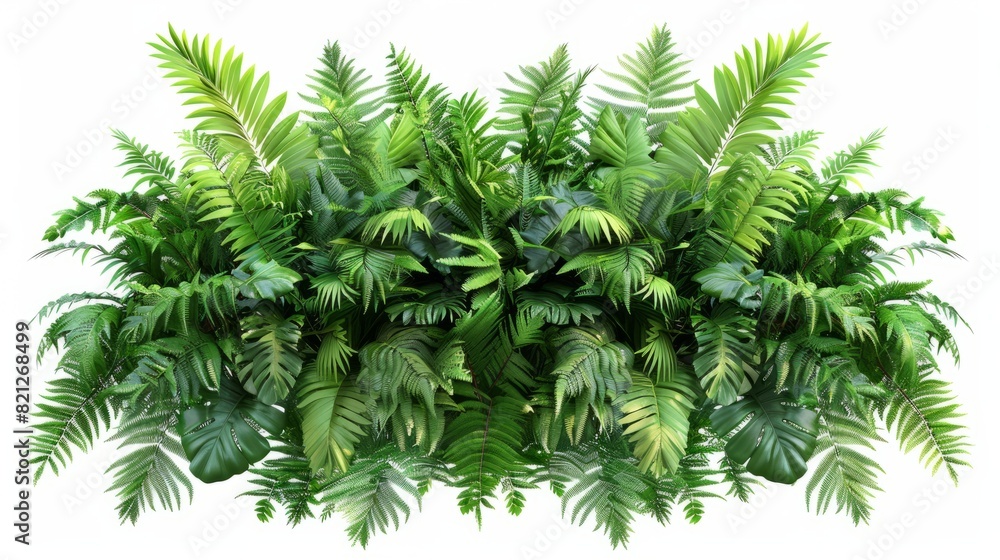 Tropical foliage plant bush nature frame layout of Fishtail fern or ... Tropical foliage plant bush nature frame layout of Fishtail fern or ...