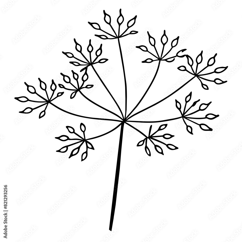 Vector Line Drawing of Angelica Plant, Botanical Illustration Stock ...