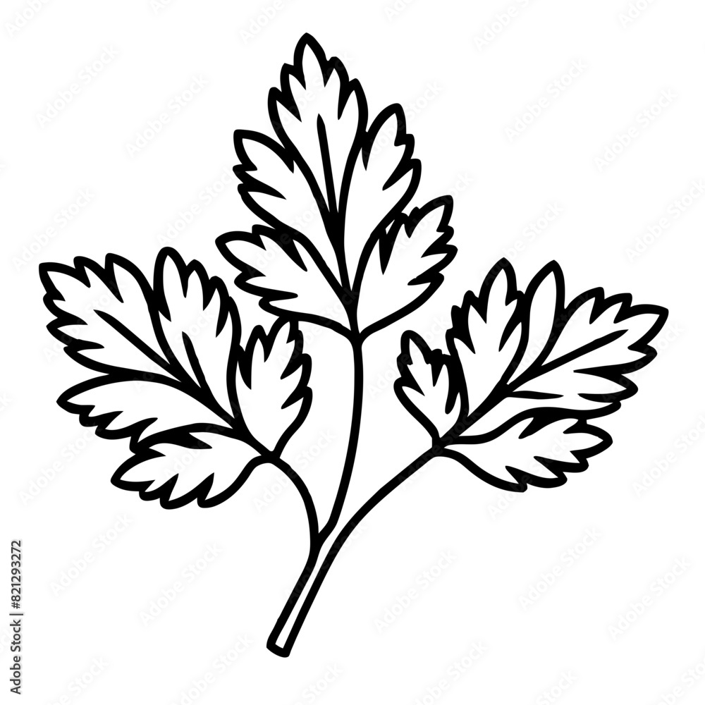 Chervil Line Drawing Vector, Culinary Herb Illustration, Edible Plant ...