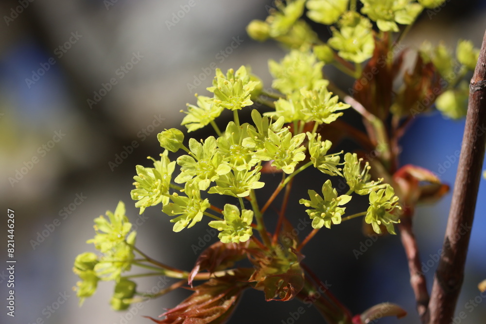 Sweden. Acer is a genus of trees and shrubs commonly known as maples ...