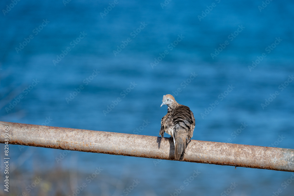 Dove sitting on an iron railing with the Pacific Ocean behind, Seabird ...