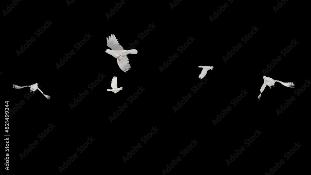 Flock of 5 White Pigeon Birds - Five Doves - Flying Round Loop - Alpha ...