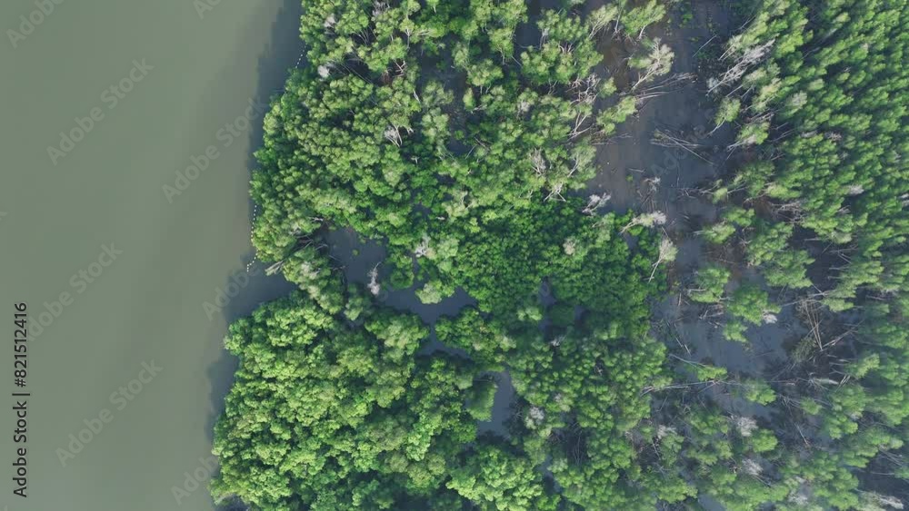 beautiful mountain natural green field wetlands of forest in the wild ...