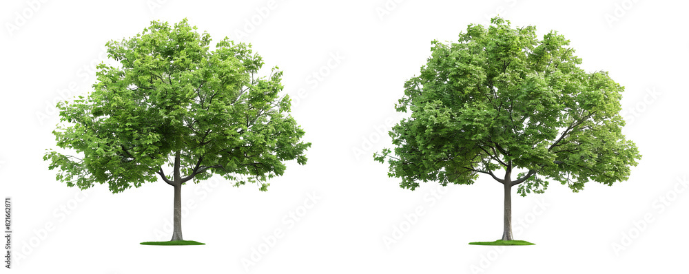 Two trees are shown side by side, one is taller than the other Stock ...