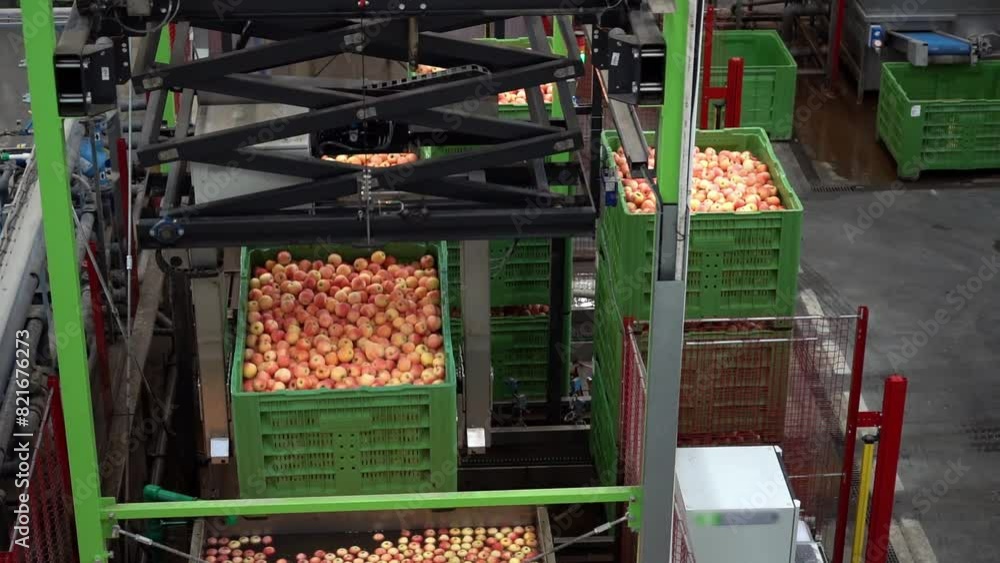 Pick and Place Robot Works on Automatic Apple Washing Line at Modern Fruit Processing Plant ...