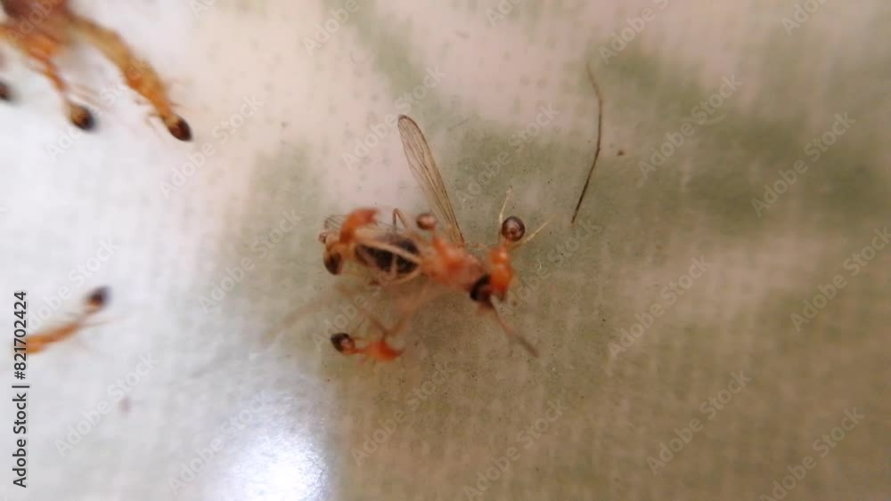 Ants are eating mosquito. Symbolic example to create genetically DNA ...