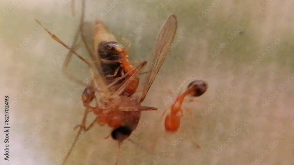 Ants are eating mosquito. Symbolic example to create genetically DNA ...