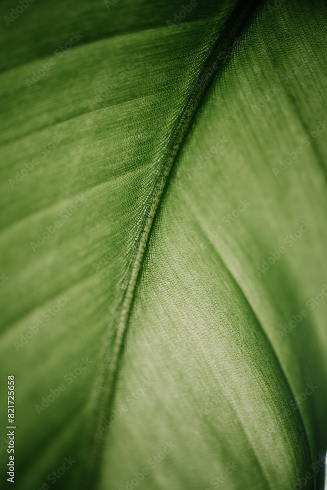lose-up view of a vibrant Strelitzia leaf showcasing detailed textures ...