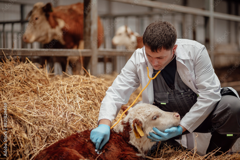 Veterinarian examining cow with stethoscope at farm Stock Photo | Adobe ...