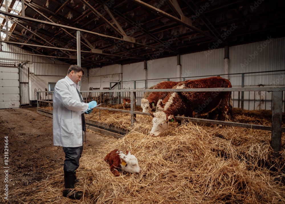 Veterinarian examining medical reports of calf near cows at farm Stock ...