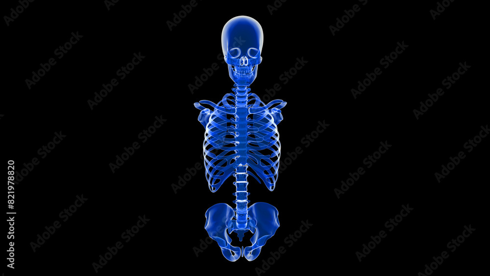 Axial skeleton is made up of the 80 bones within the central core of ...