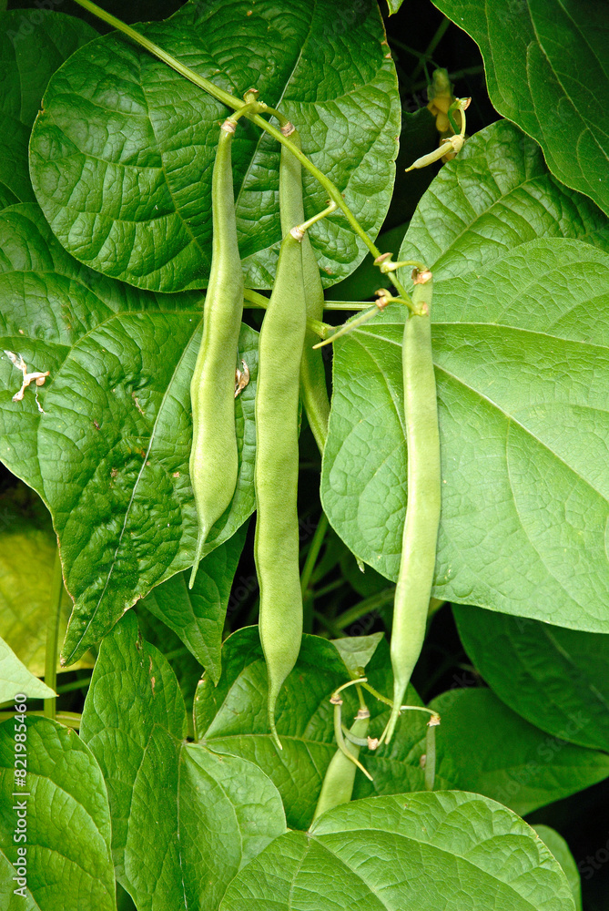 Phaseolus vulgaris 'variété ancienne Soisson gros blanc à rames 1 ...