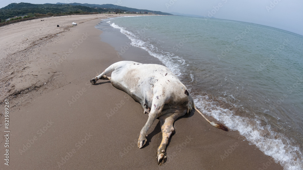 dead, cow, animal, dead animal, algeria, death, mammal, corpse ...