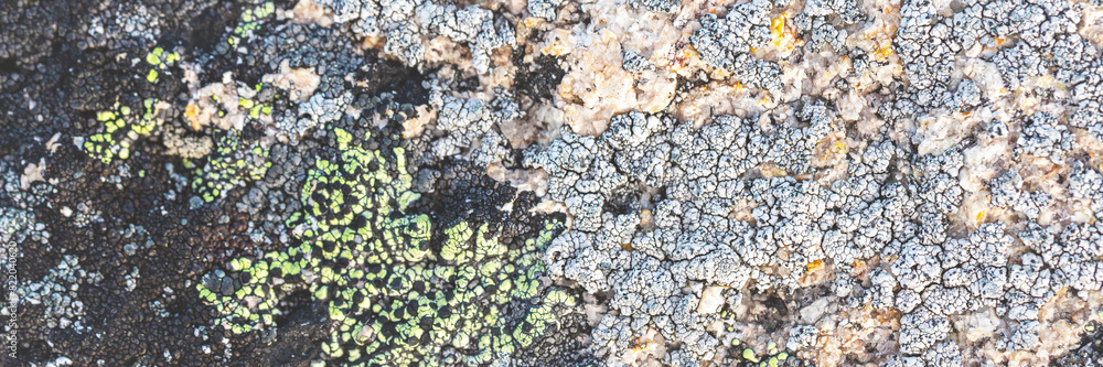 Natural texture of a stone covered with lichen. Lichenes patterns on a ...