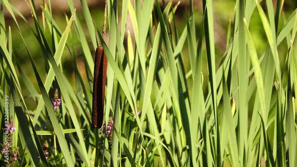 Typha latifolia (broadleaf cattail, bulrush, common cattail, cat-o ...