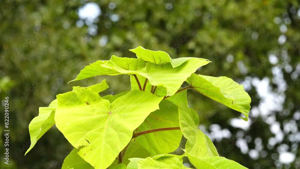 Paulownia tomentosa, common names princess tree, empress tree, or ...