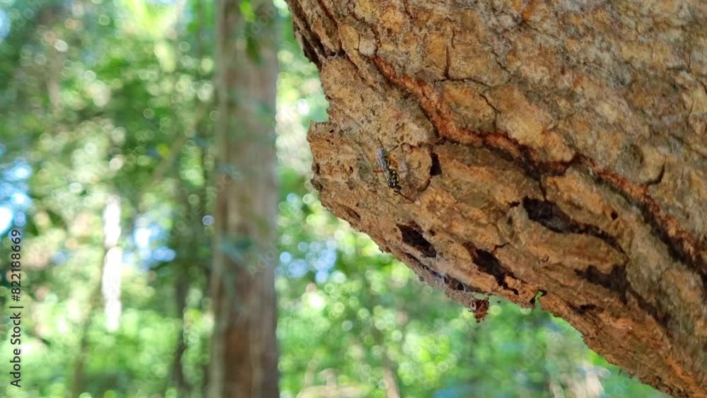 A wasp on a mango tree in the grove. Wasps check holes in trees ...