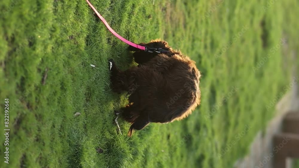 english cocker spaniel puppy. English cocker spaniel pooping. Cocker ...