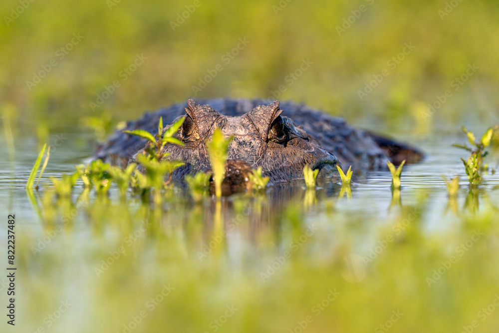 Spectacled caiman (Caiman crocodilus) submerged in swamp, Los Llanos ...