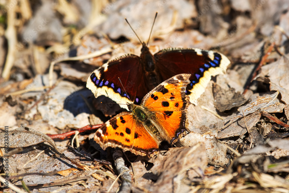 Foto de Unusual natural phenomenon. Lesser tortoiseshell (Vanessa ...
