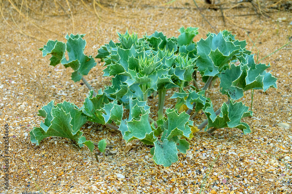 Sea holly (Eryngium maritimum) on sandy beach in northern part of Black ...