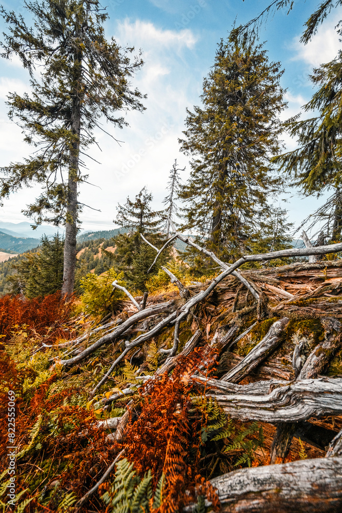 Hiking in mountains rakytov peak to Smrekovica. Tourist traveler ...