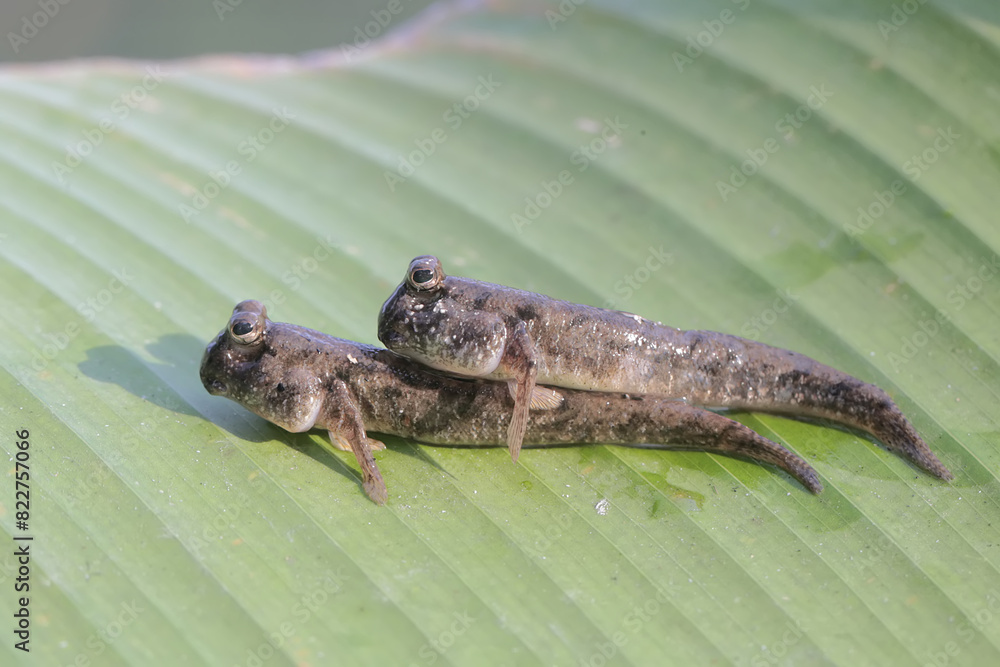 Two barred mudskipper fish are resting on dry leaves washed by the ...