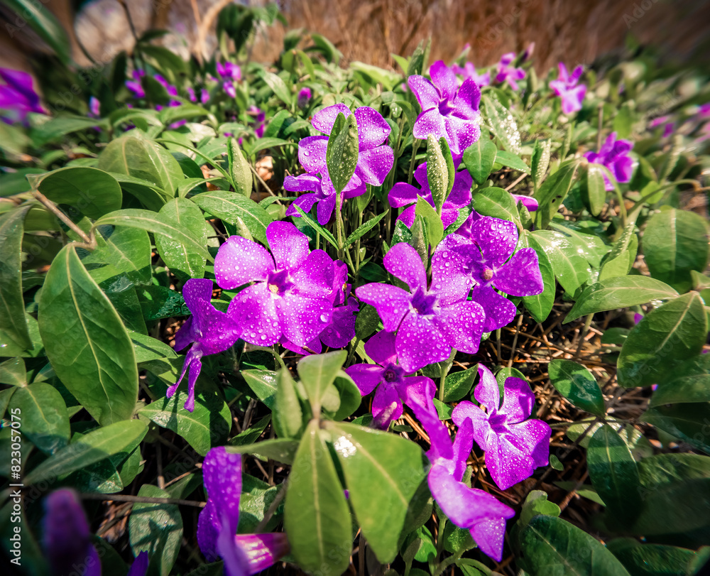 Blooming of violet Phlox subulata (creeping phlox) flowers in morning ...