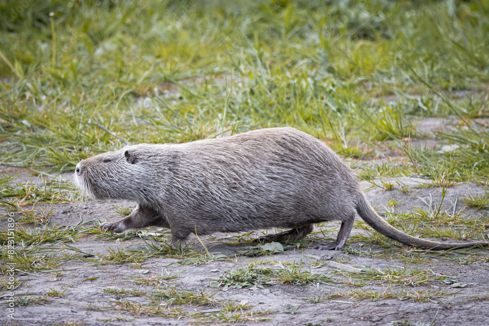 Poster An adult grey fur nutria walks on the ground with green grass ...