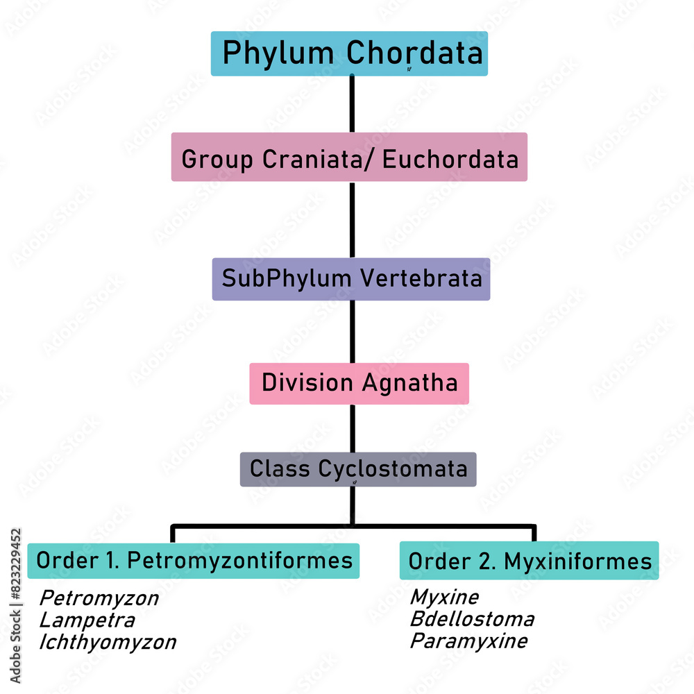 Classification of Class Cyclostomata (Flowchart) Stock Illustration ...