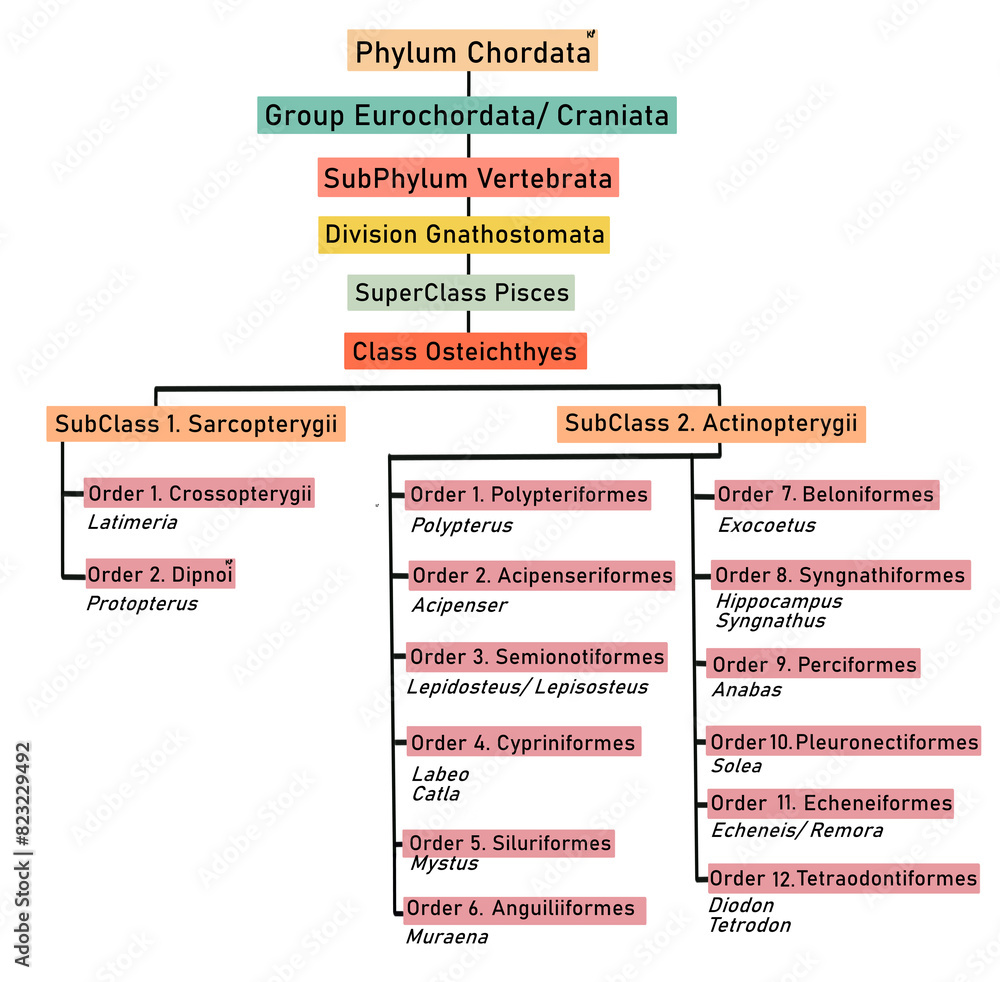 Classification of Class Osteichthyes (Flowchart) Stock Illustration ...