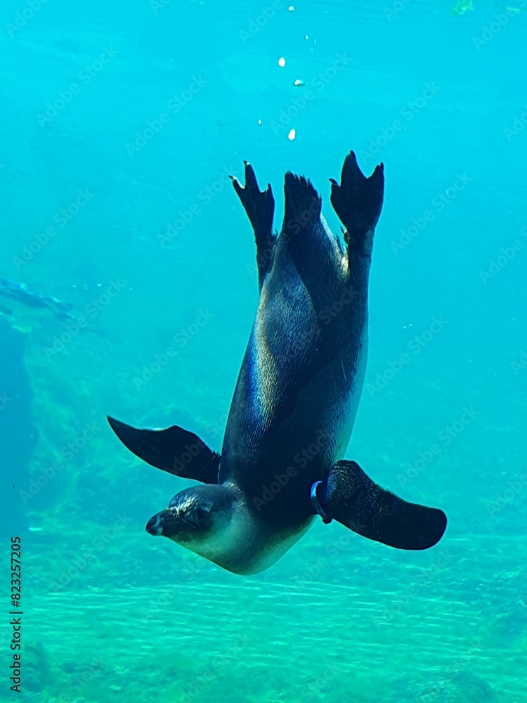 The drowning penguin or cape penguin is the only species of African ...