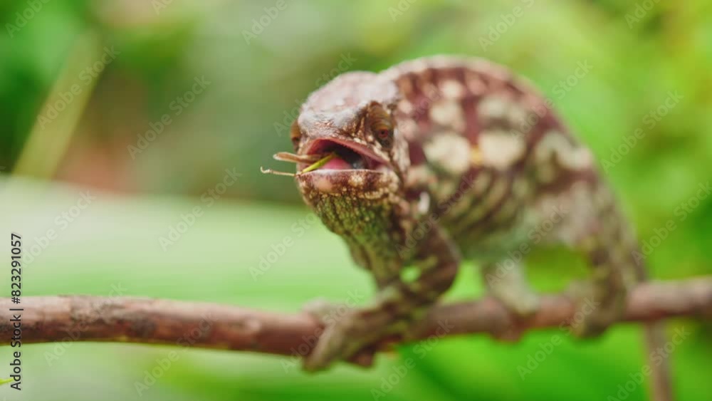 Wildlife endemic chameleon on branch catching grasshopper with long ...