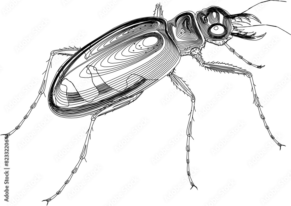 Sketch illustration vector detailed design drawing of flea insect ...