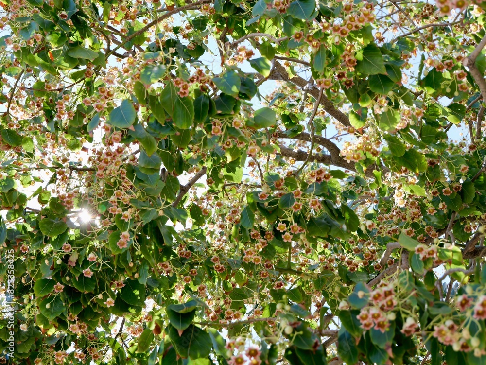Flowering kurrajong (Brachychiton populneus), found naturally in ...