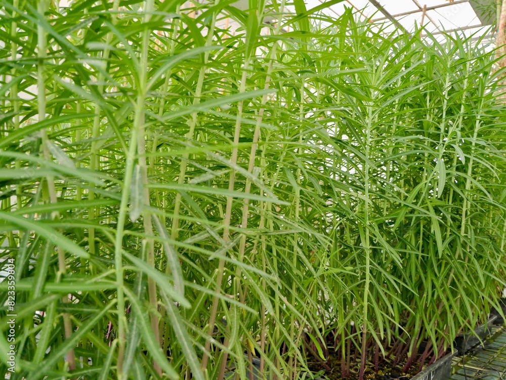Young shoots of caper spurge or paper spurge, gopher spurge, gopher ...