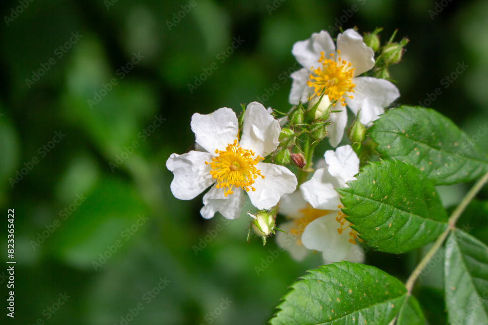 Cherokee rose (Rosa laevigata) flowers. Rosaceae evergreen vine shrub ...