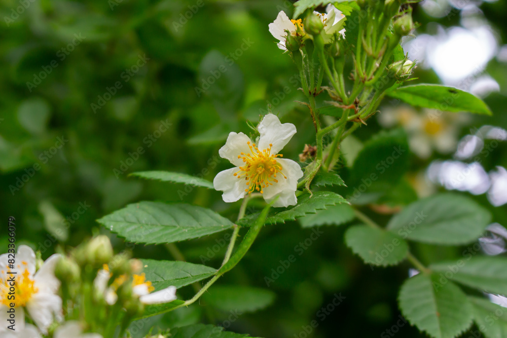 Cherokee rose (Rosa laevigata) flowers. Rosaceae evergreen vine shrub ...
