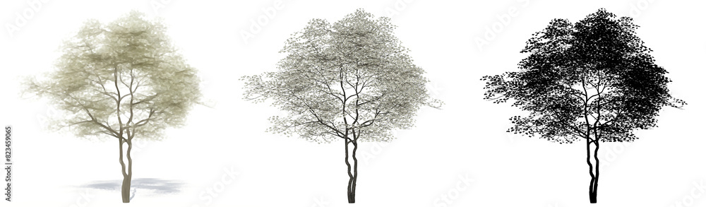 Set or collection of Flowering Dogwood trees, painted, natural and as a ...