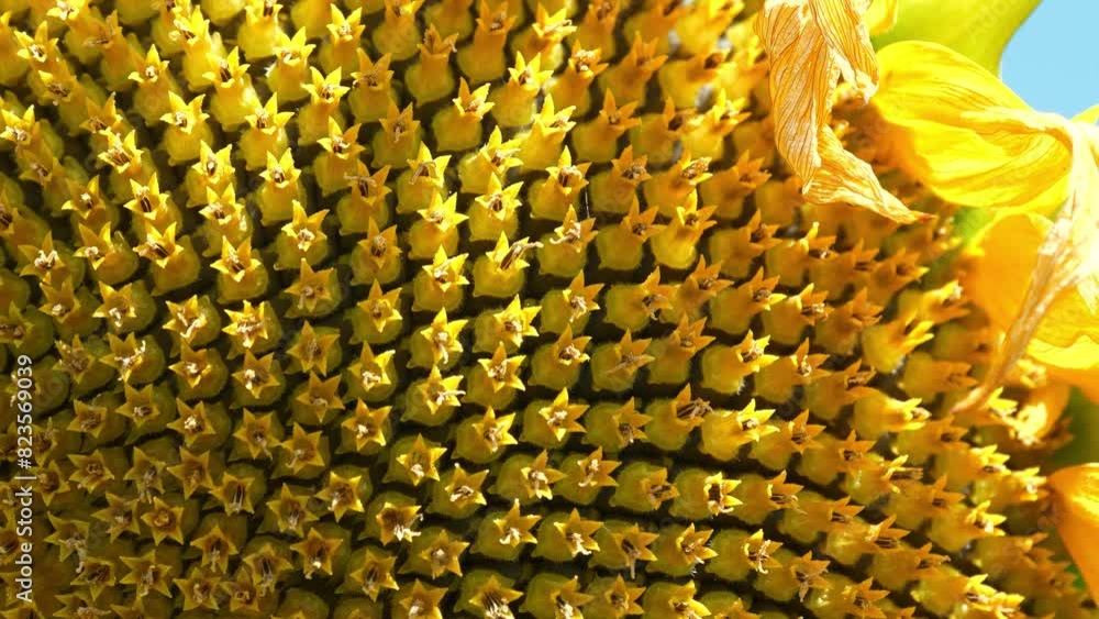 Sunflower seeds. Fibonacci golden ratio in nature and sunflower seeds ...