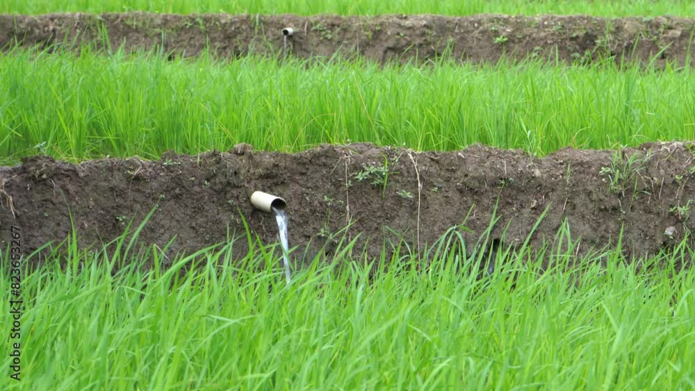 Irrigation of rice fields using pump wells with the technique of ...