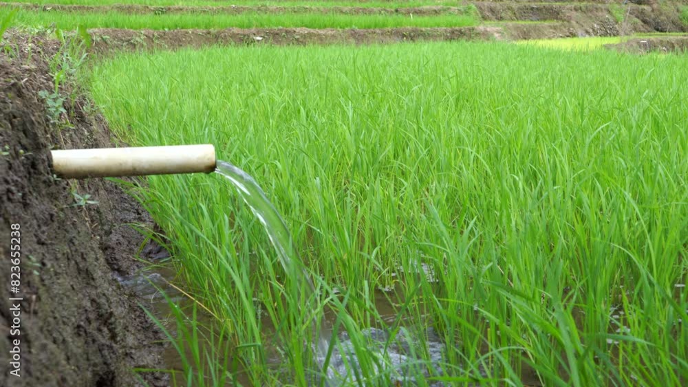Irrigation of rice fields using pump wells with the technique of ...