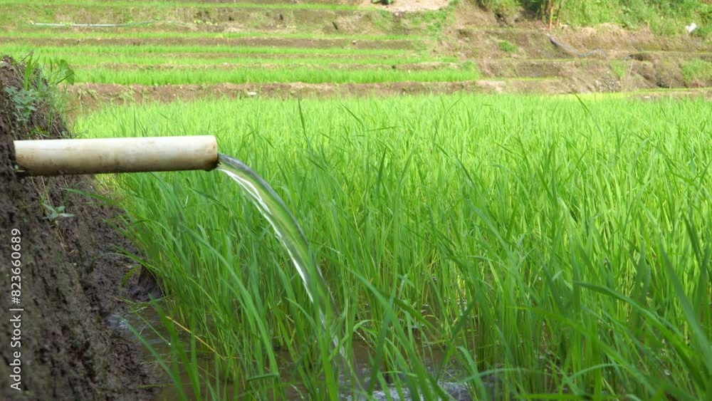Irrigation of rice fields using pump wells with the technique of ...