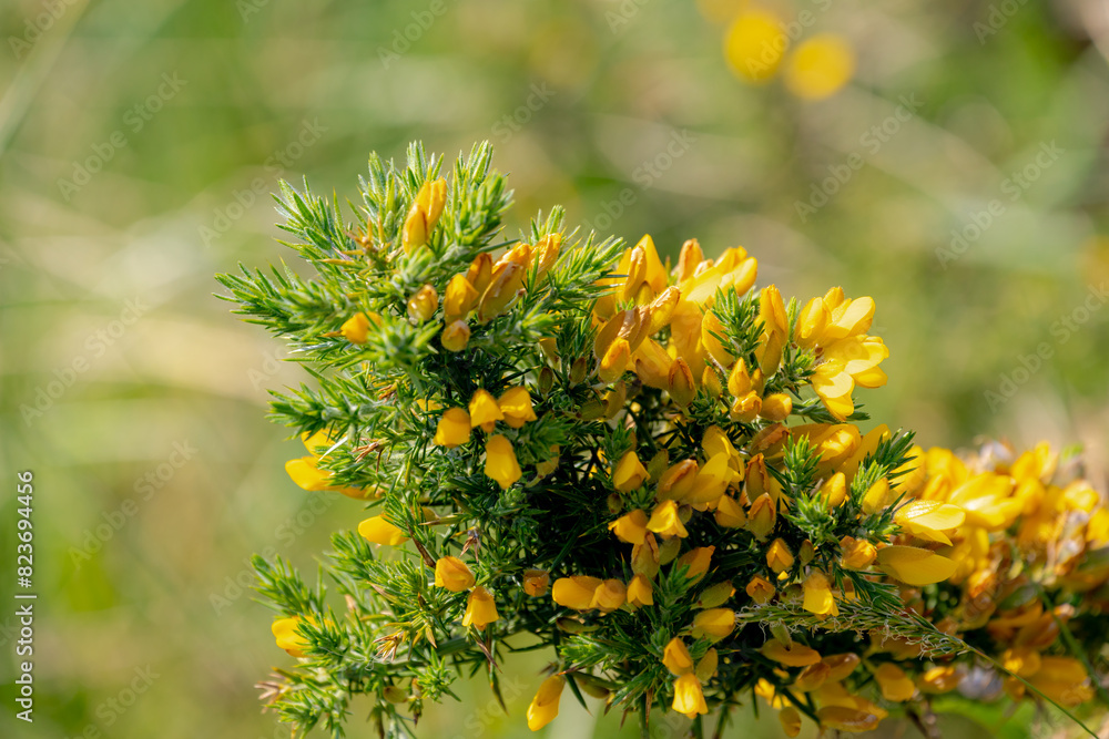 Selective focus of wild yellow flower in the forest, Genista scorpius ...