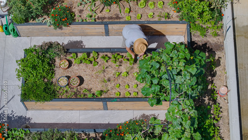 AERIAL TOP DOWN: Senior lady weeding her beautifully organized raised ...
