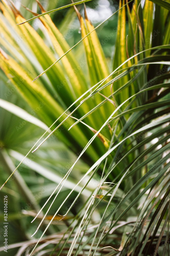 Trachycarpus fortunei, Chinese windmill evergreen palm tree, bush ...