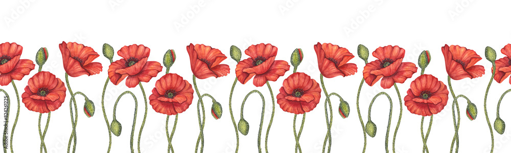 Red poppy flowers seamless border banner. Meadow wild blossom, field ...