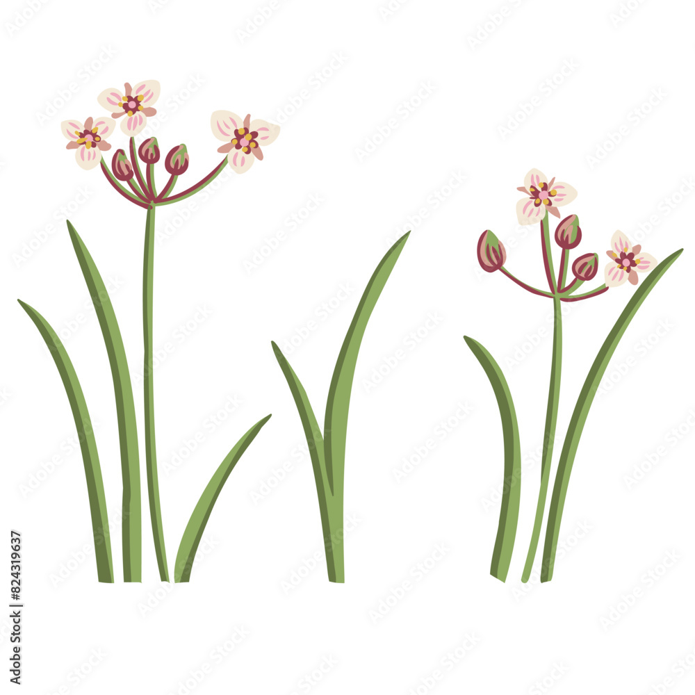 flowering rush, Butomus umbellatus, vector drawing wild plants at white ...